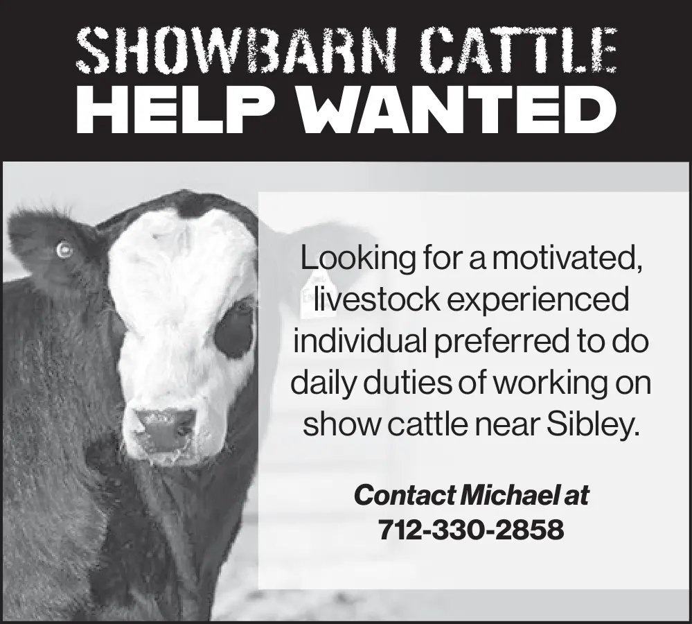 Showbarn Cattle Jobs in Sibley, Iowa
